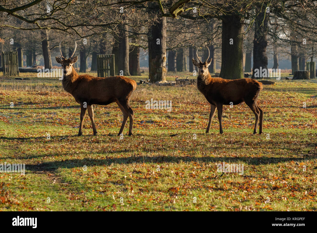 A pair of Red Deer Bucks at Bushy Park Stock Photo - Alamy