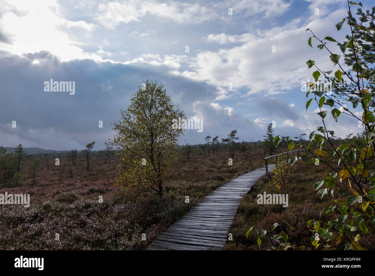 moorweg in the open bog Stock Photo - Alamy