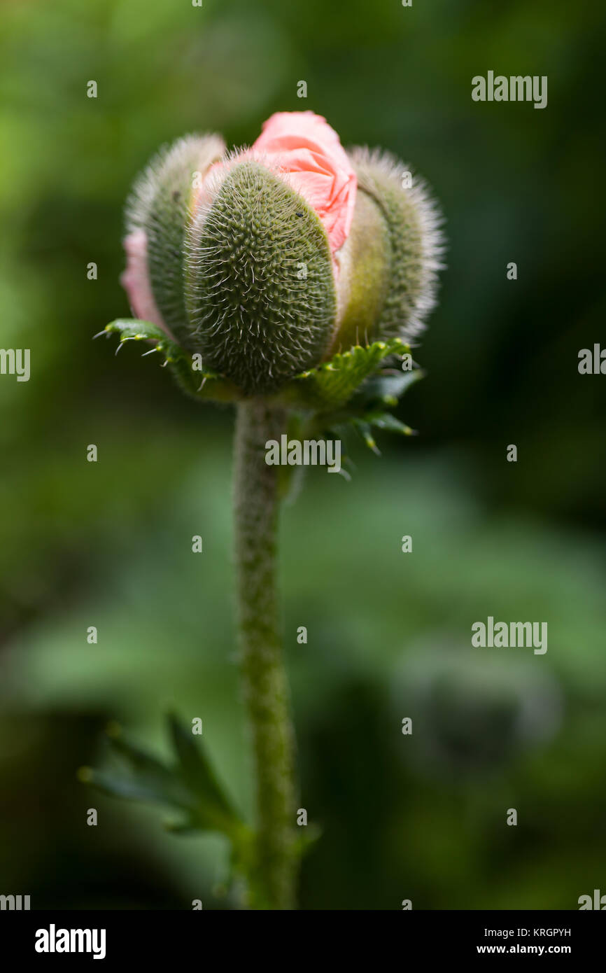 Mohnknospe hi-res stock photography and images - Alamy