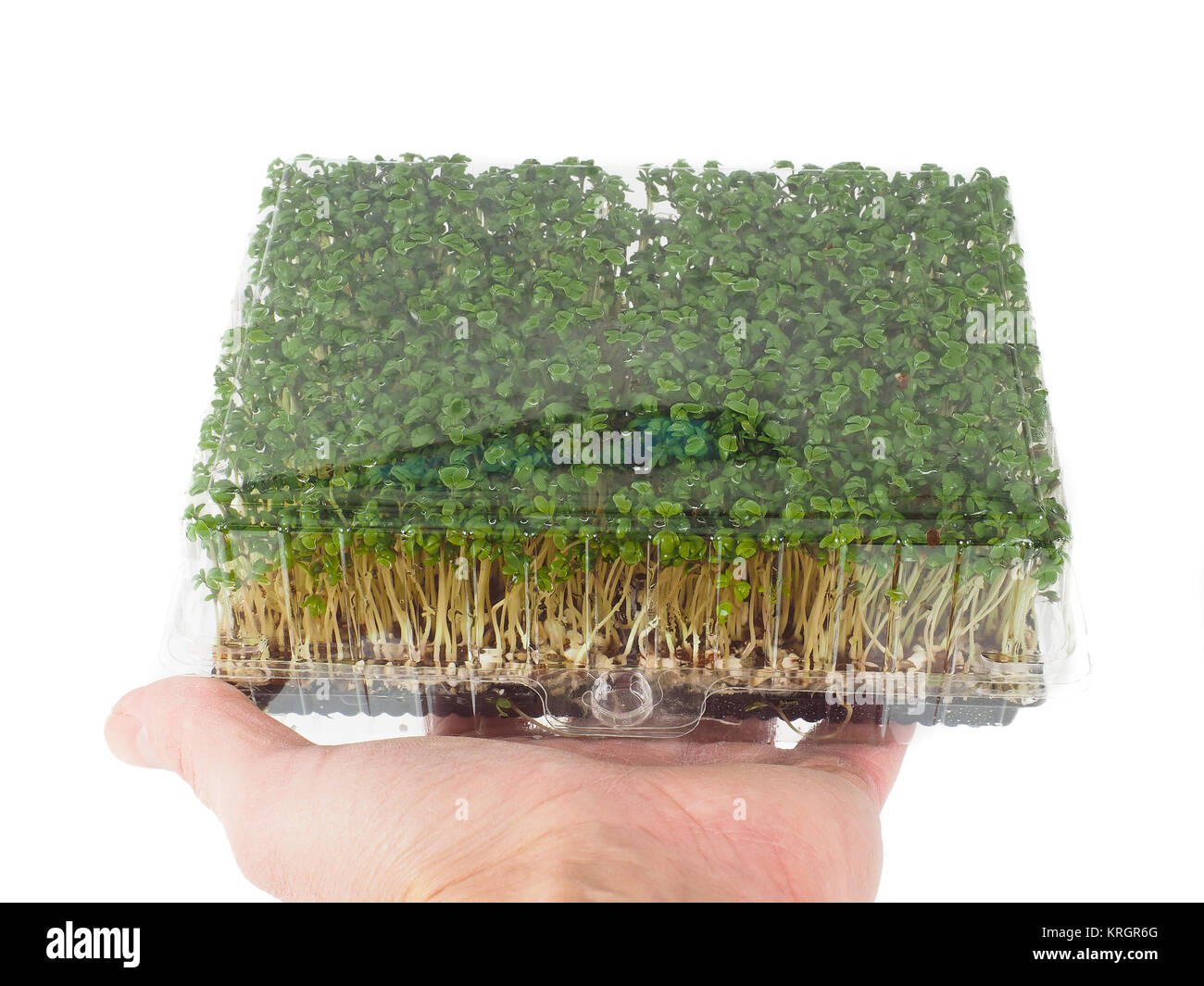 Person holding a plastic tray of sprouting green watercress Stock Photo ...