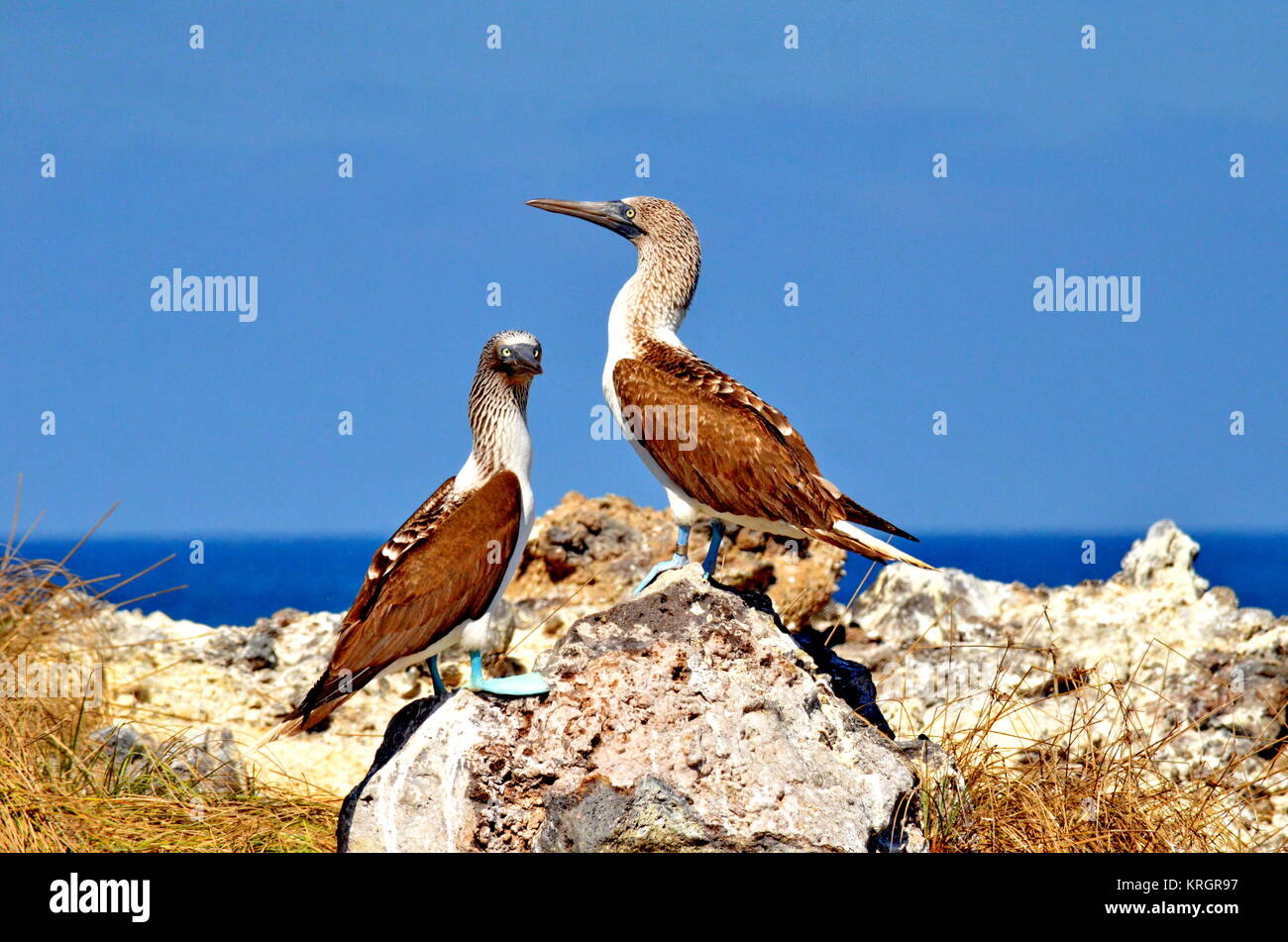 Blue Footed Booby on Isla Isabel a volcanic island 15 miles off Mexico ...