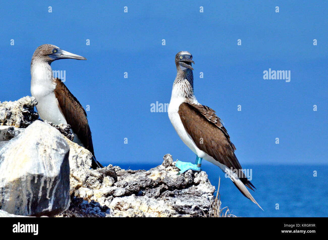 Blue Footed Booby on Isla Isabel a volcanic island 15 miles off Mexico ...