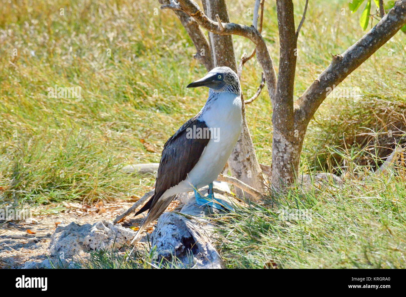 Blue Footed Booby on Isla Isabel a volcanic island 15 miles off Mexico ...