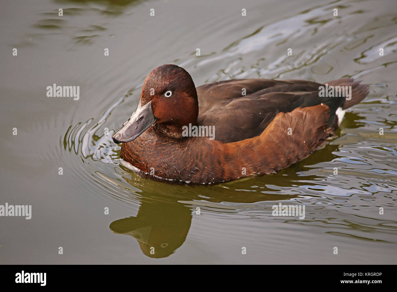 moor duck aythya nyroca Stock Photo - Alamy