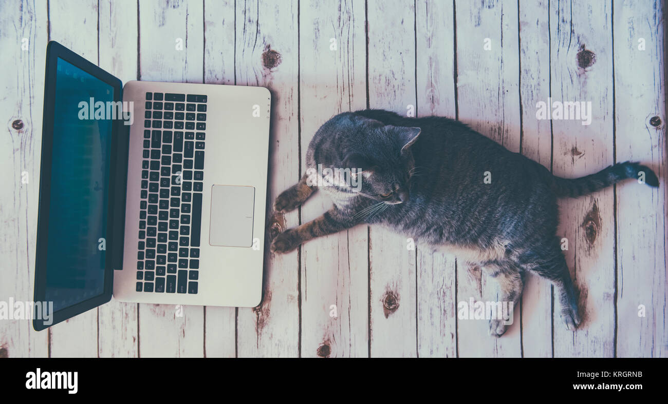 Look cat hi-res stock photography and images - Alamy