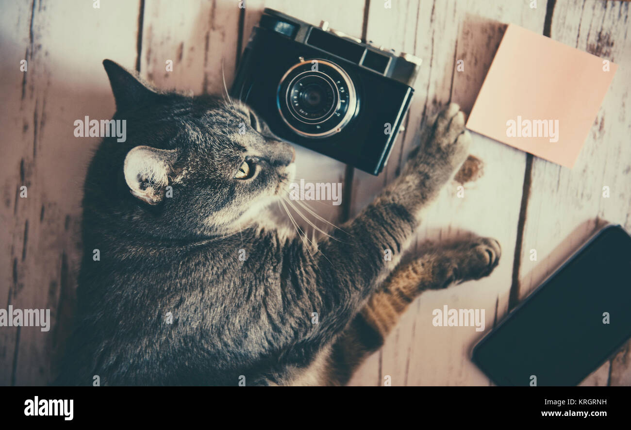 Relaxing work concept or lazy worker concept: cat with modern devices ...