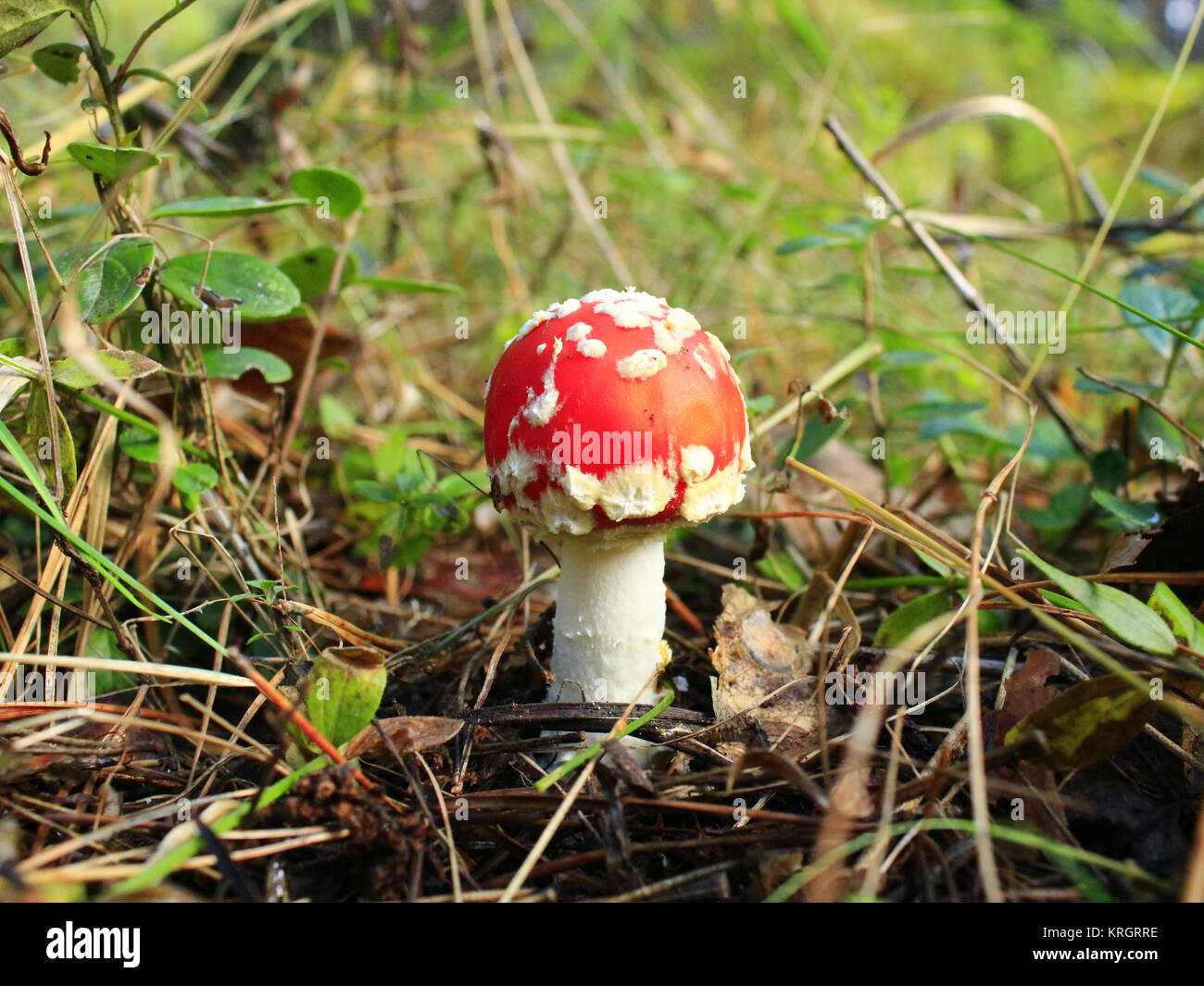 Red round fungus hi-res stock photography and images - Alamy