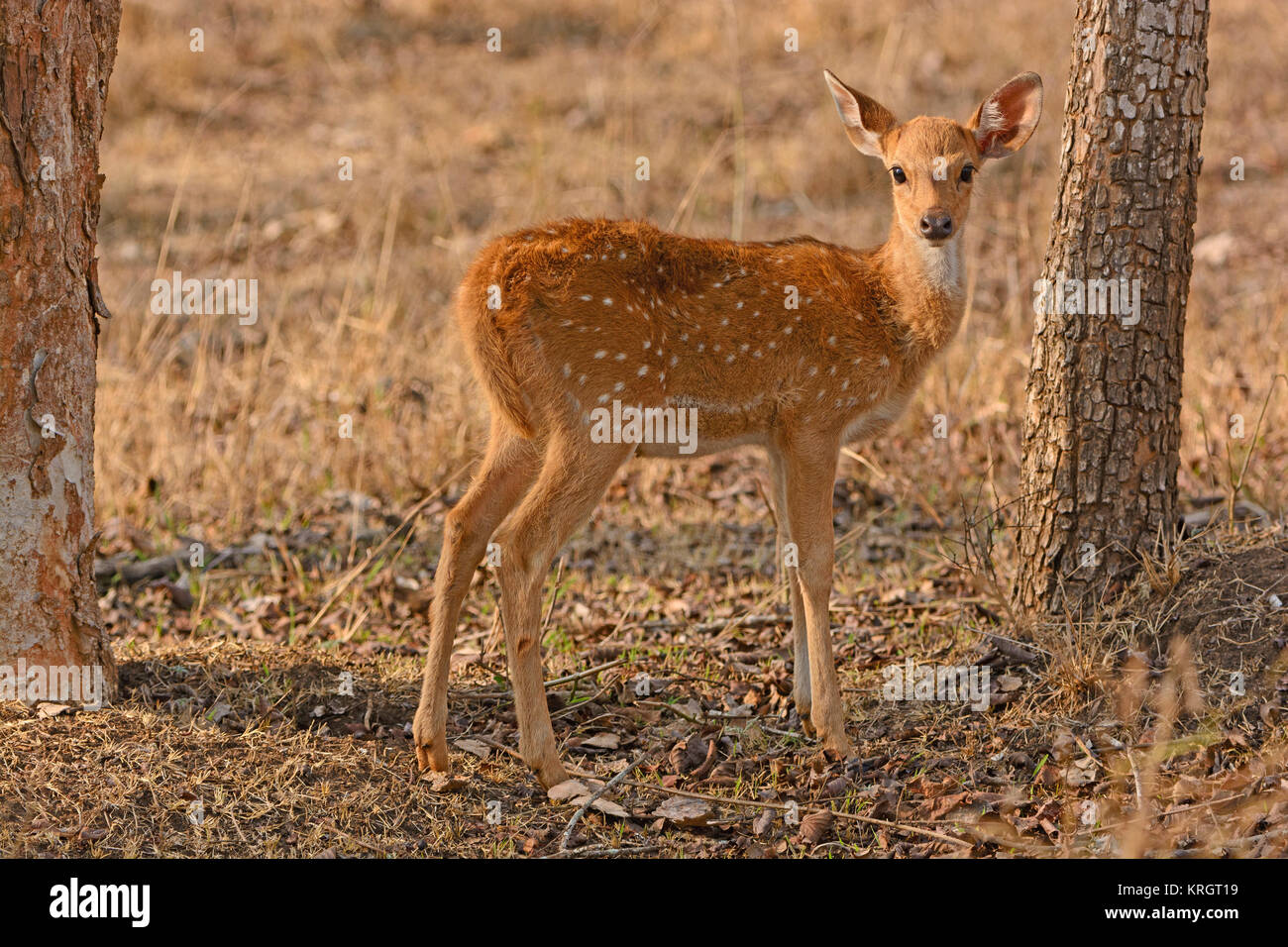 Young Spotted Deer in the Forest Stock Photo - Alamy