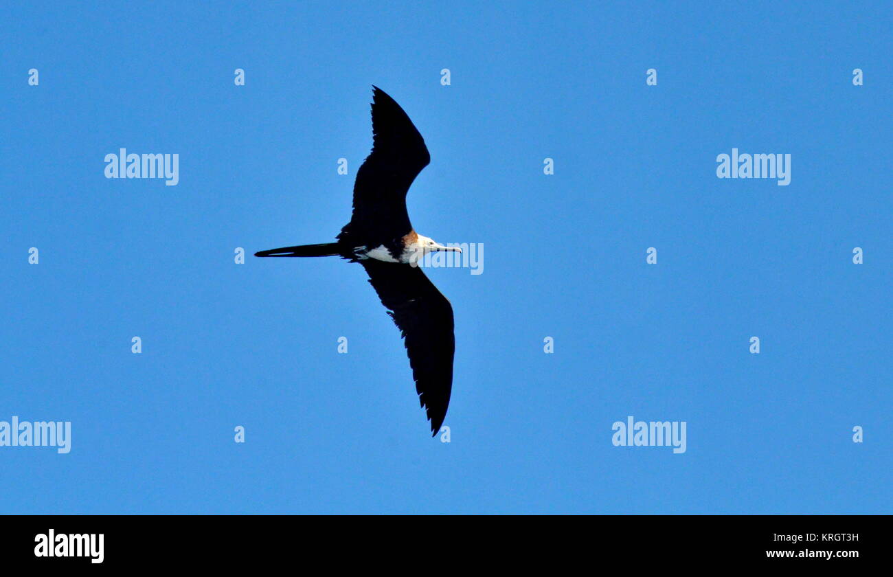 Magnificent frigate birds in flight, Fregata magnificens, Isla Isabel ...