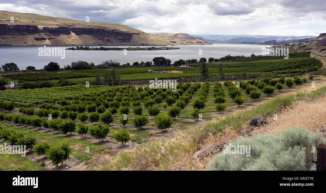 Farmer Fields Orchards Fruit Trees Columbia River Gorge Stock Photo - Alamy