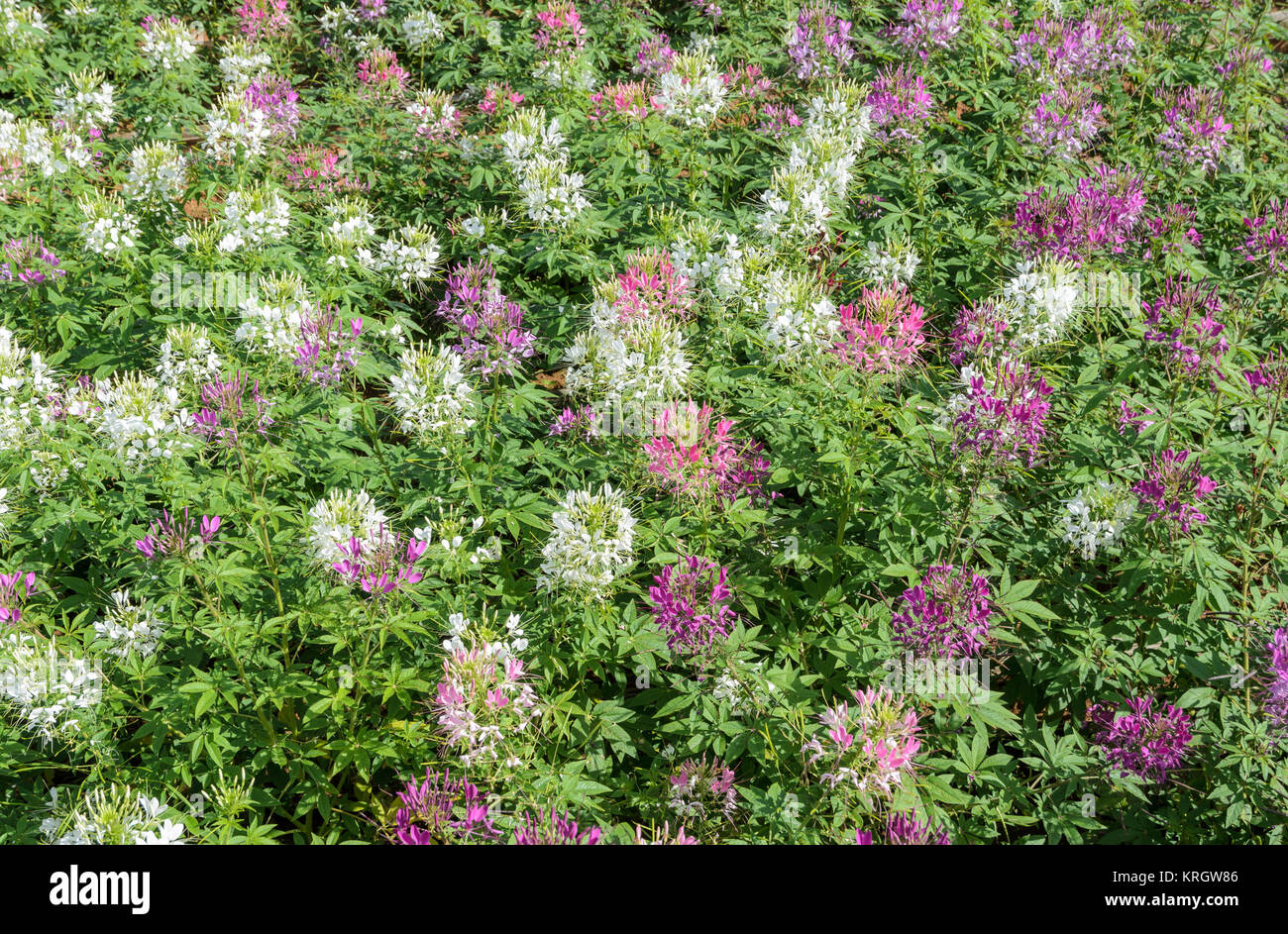 Spider flower garden Stock Photo - Alamy