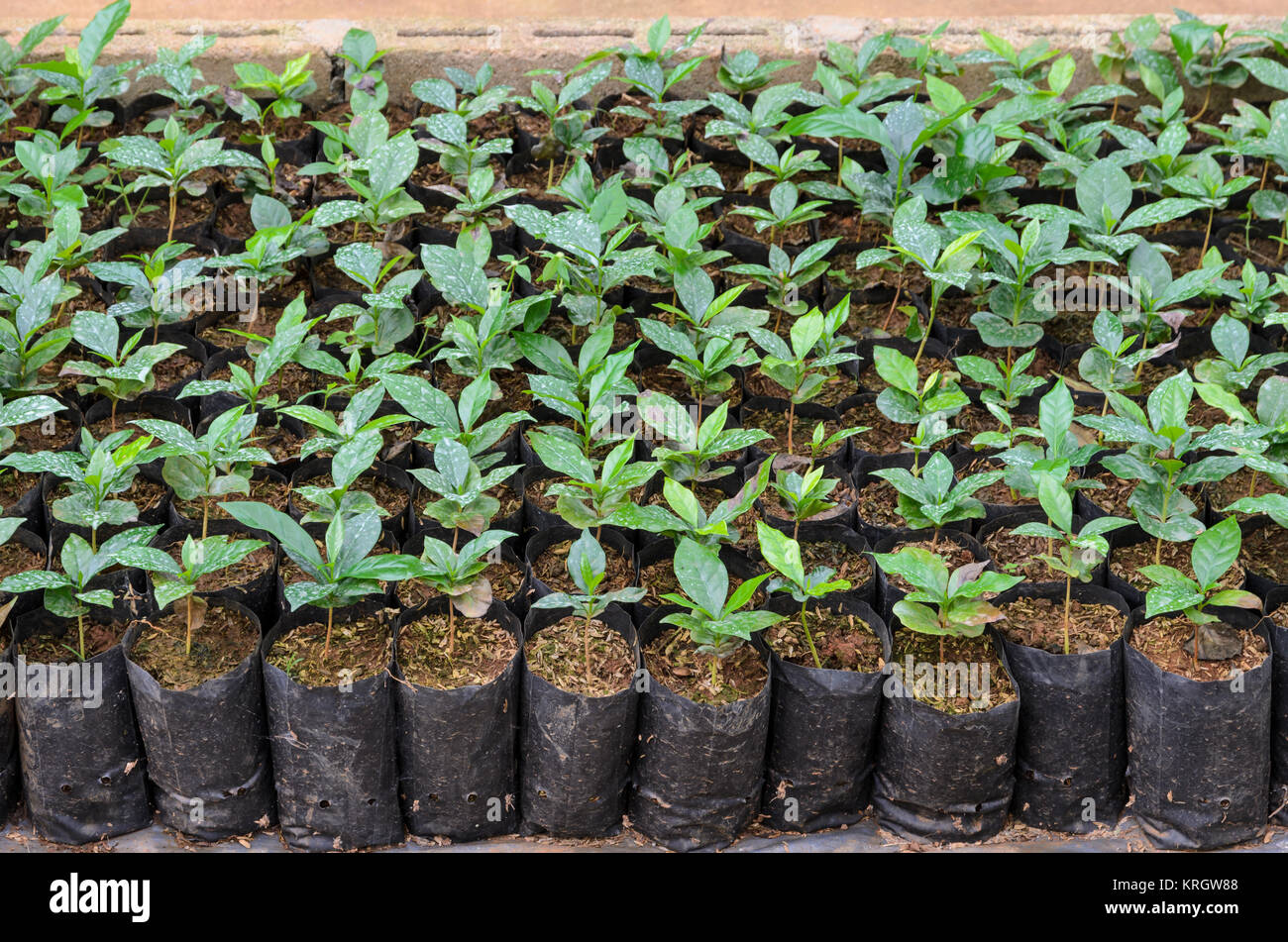 Coffee plants in a nursery Stock Photo - Alamy