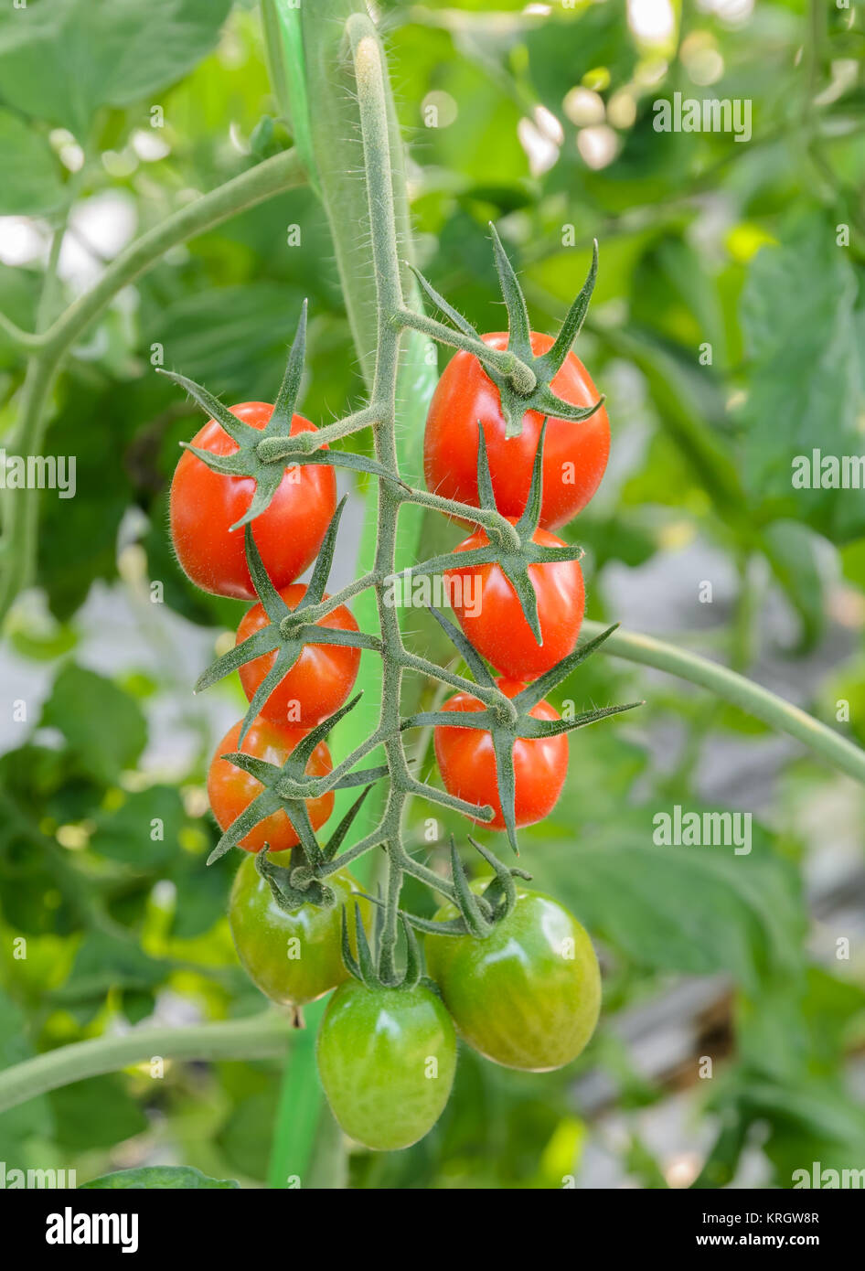 A cluster of tomatoes Stock Photo - Alamy