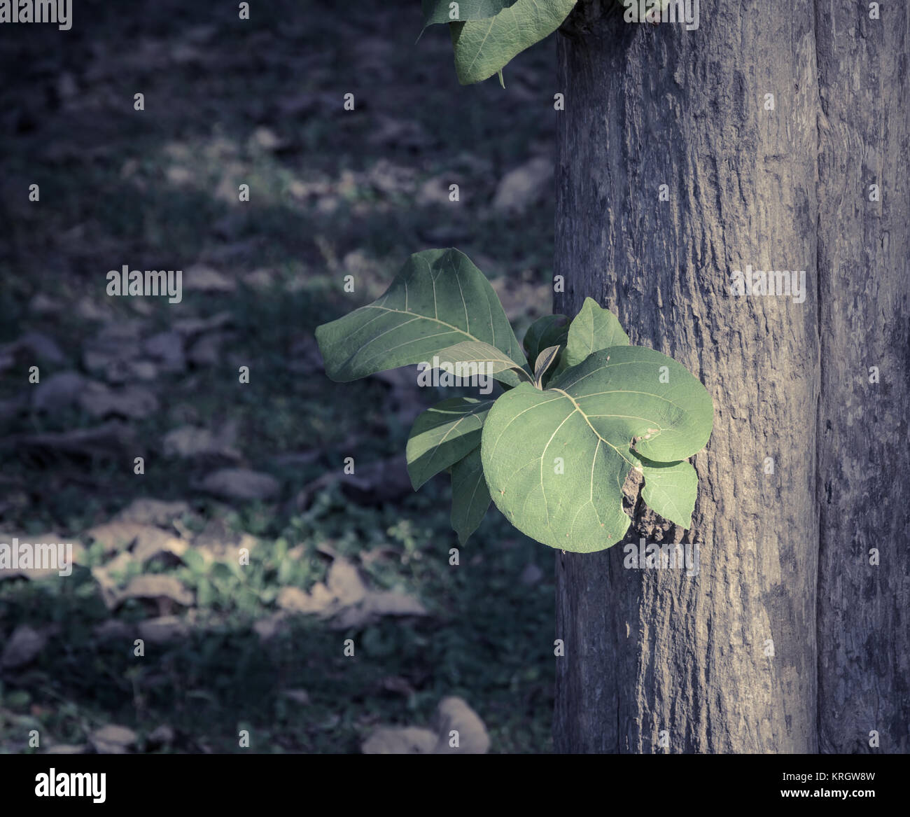 Green leaves growing in tree trunk Stock Photo - Alamy