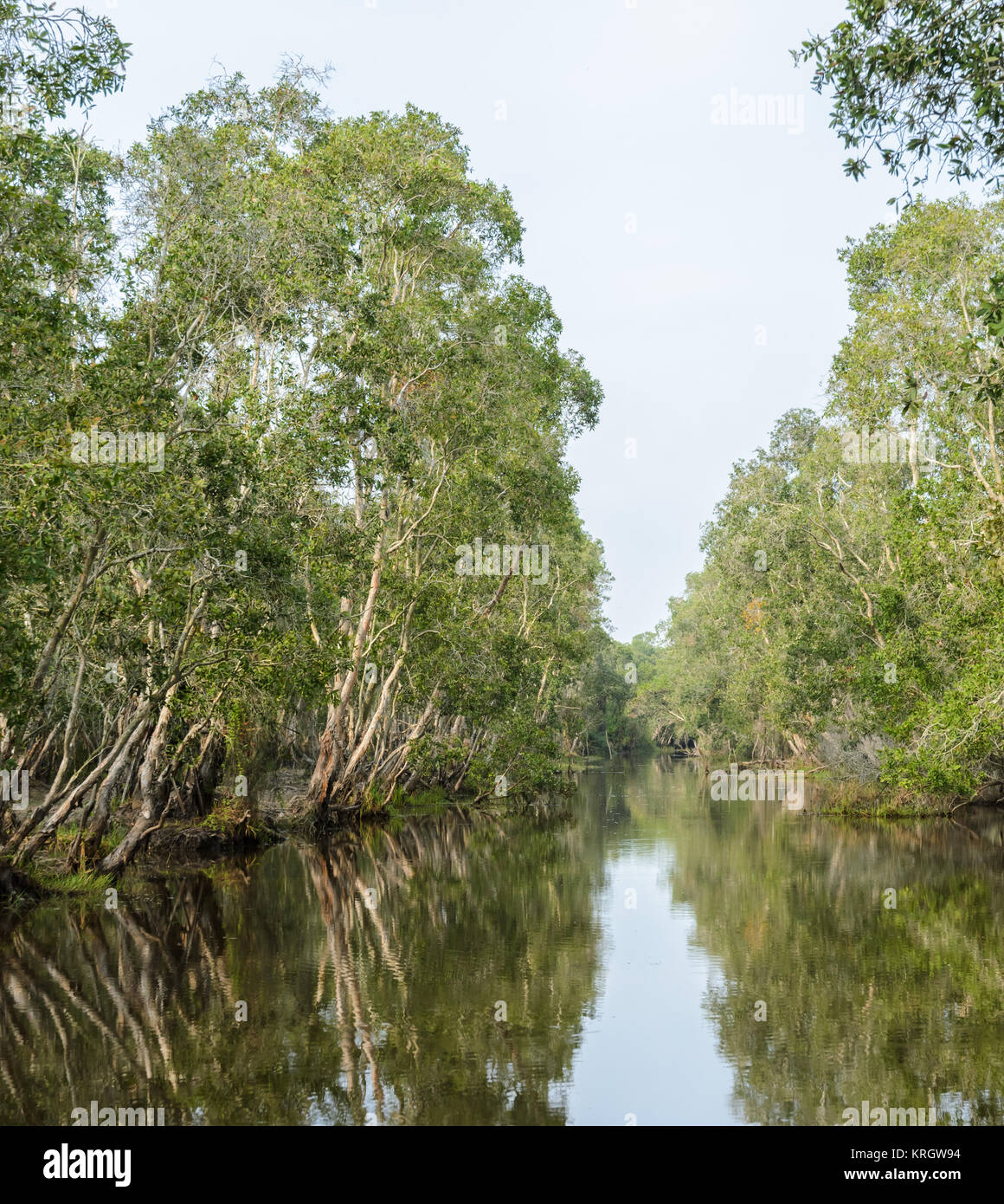 Green nature view of white samet tree in Talay-Noi Wetland, Thailand ...