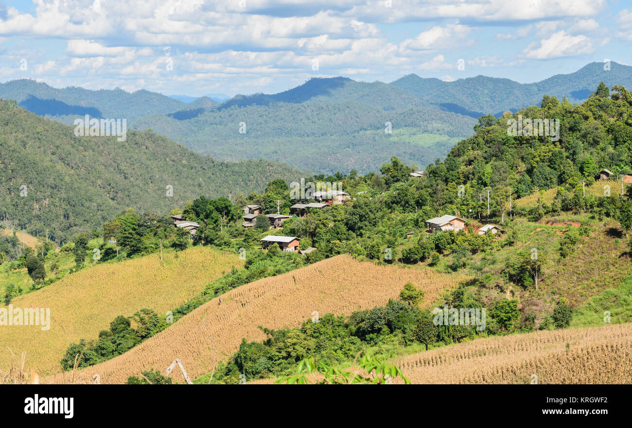 Dried corn terrace field in Thailand Stock Photo - Alamy
