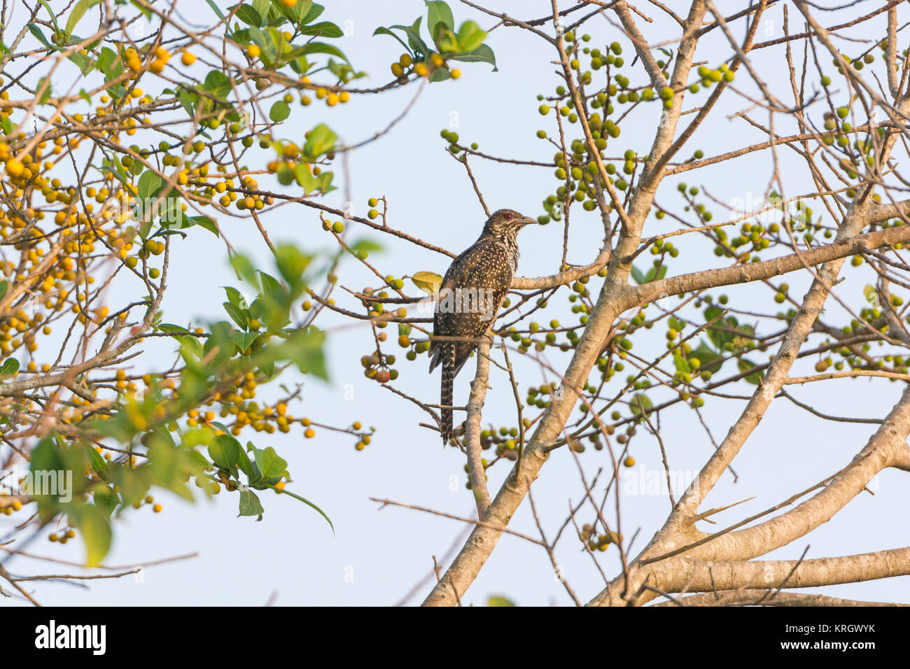 Asian Koel in a Tree Stock Photo - Alamy