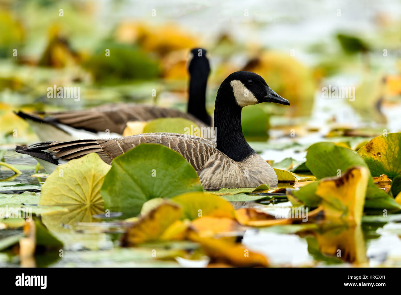 British native wild waterfowl hi-res stock photography and images - Alamy