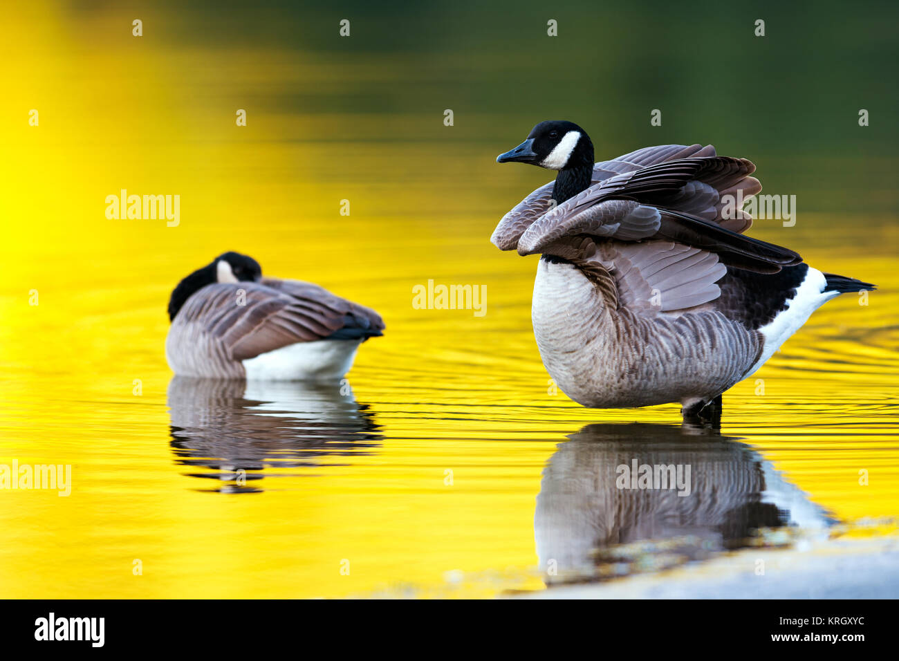 British native wild waterfowl hi-res stock photography and images - Alamy