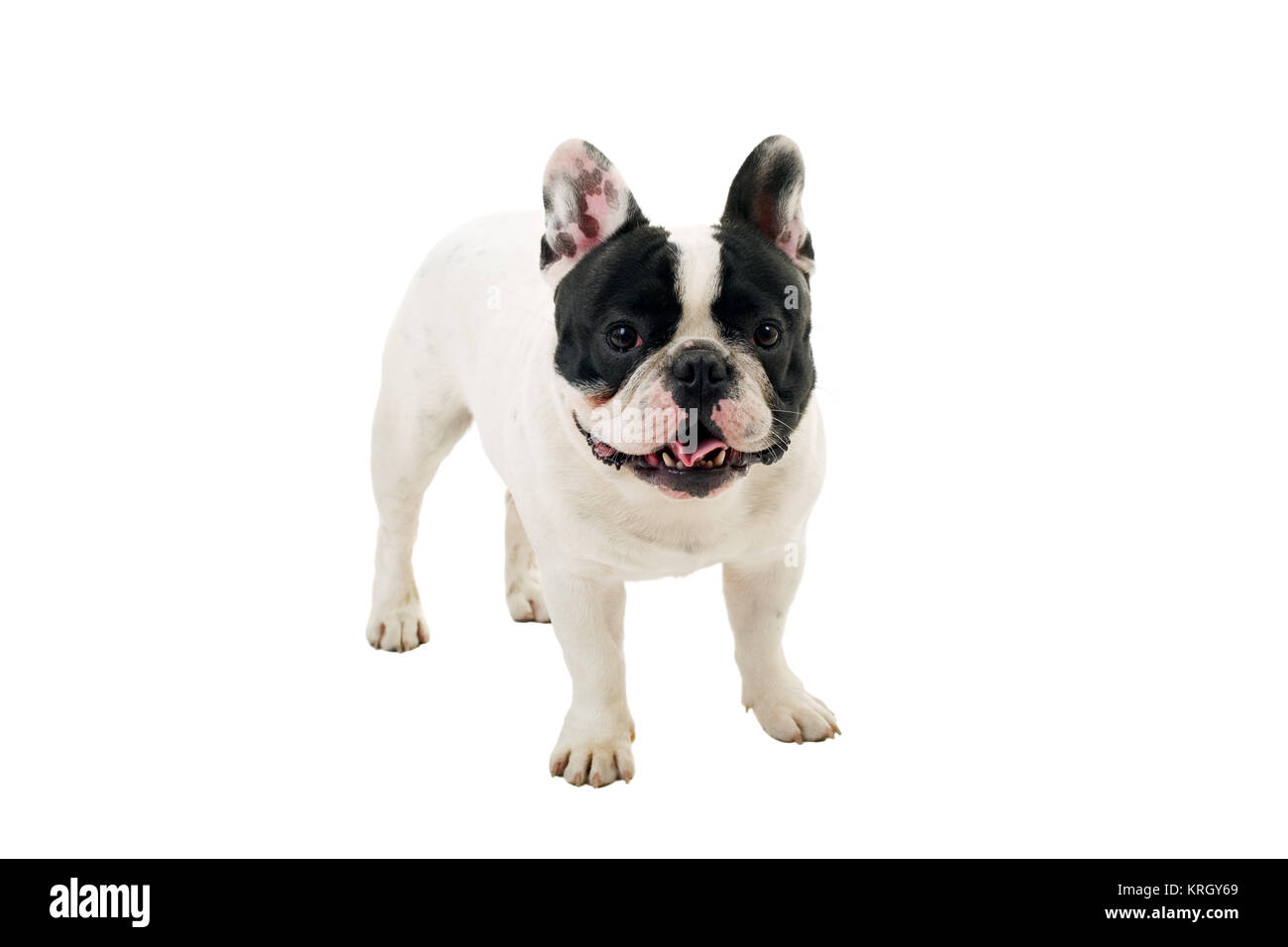 Ugly Baby Puppies