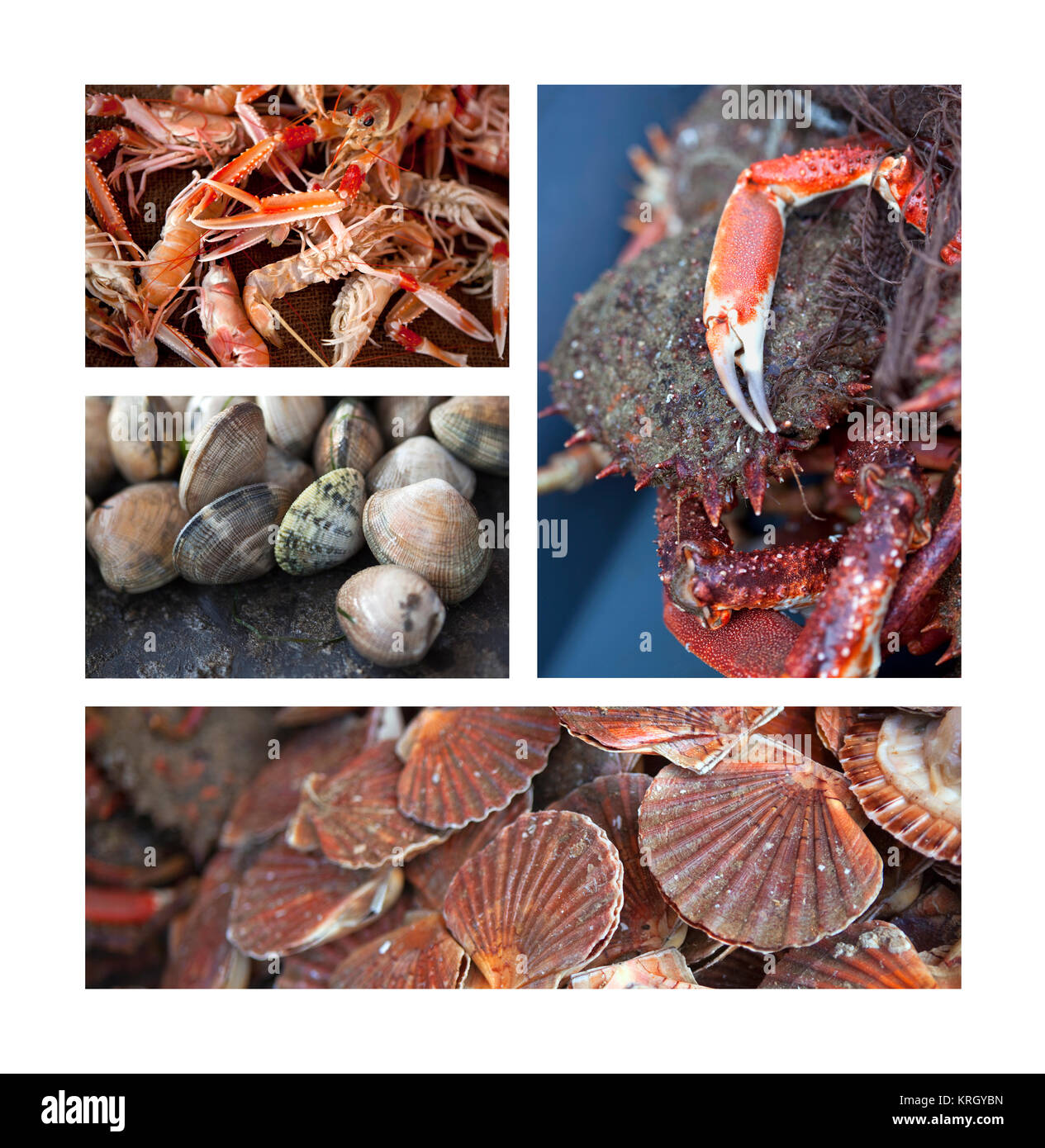 Crustacean on a market stall Stock Photo - Alamy