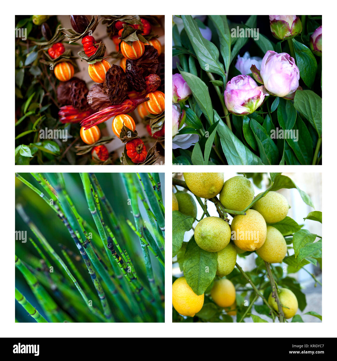 Plants and flowers Stock Photo - Alamy