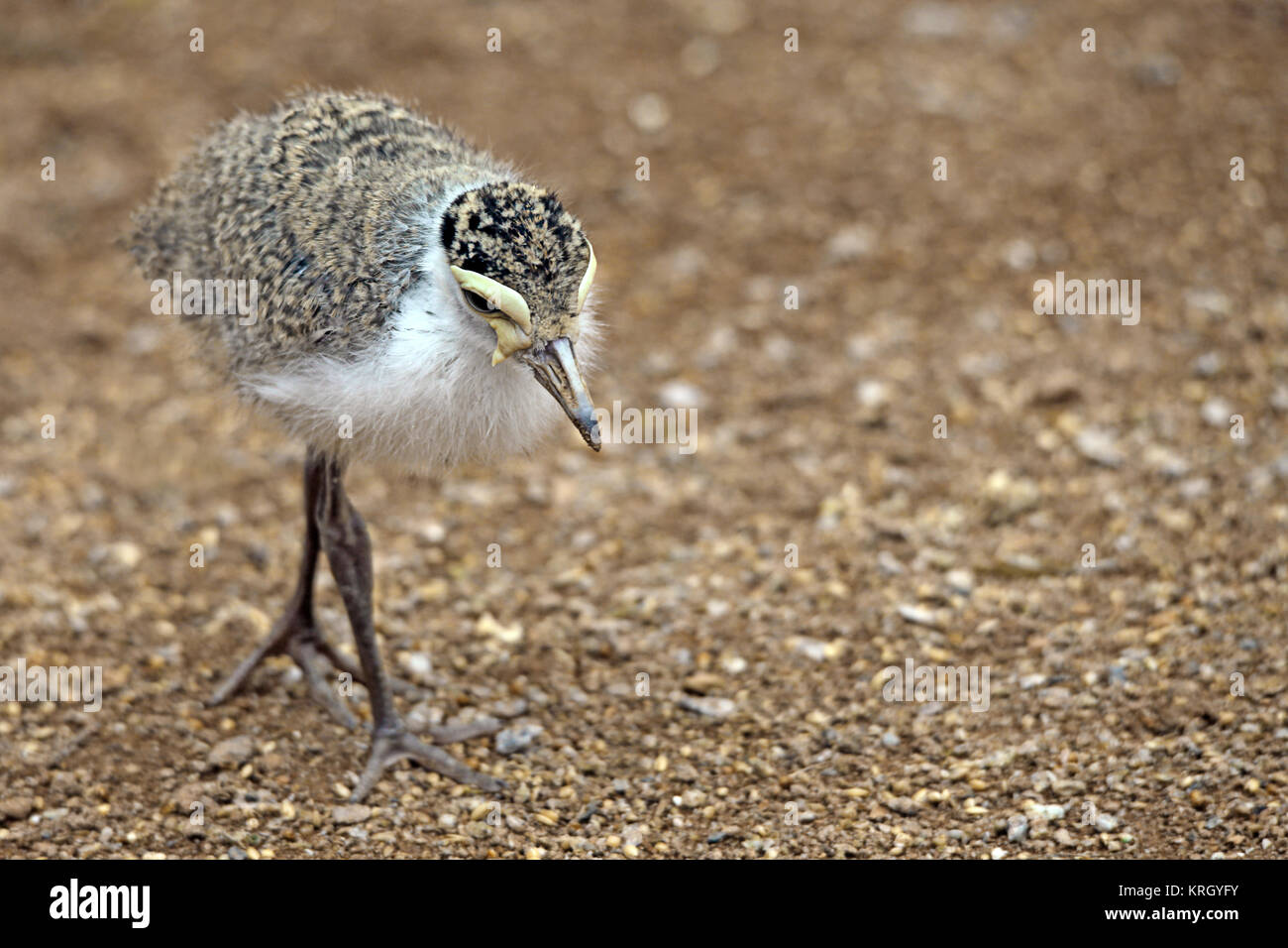 Mask lapwing hi-res stock photography and images - Alamy