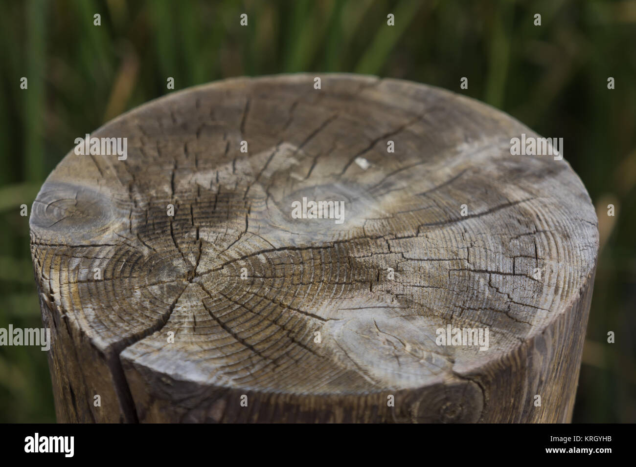 Cross section tree vector hi-res stock photography and images - Alamy