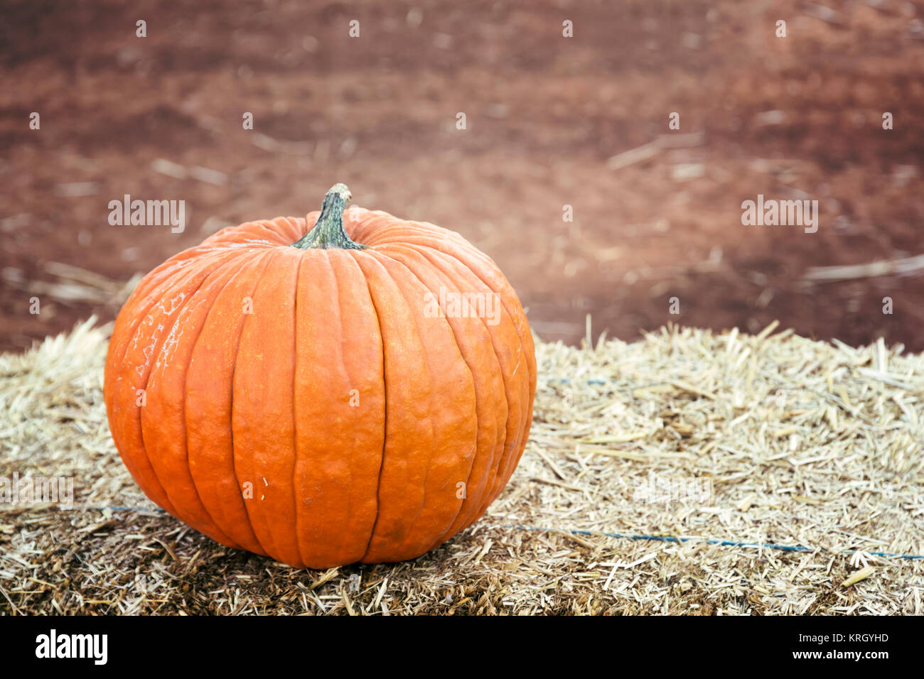 Large pumpkin background Stock Photo - Alamy