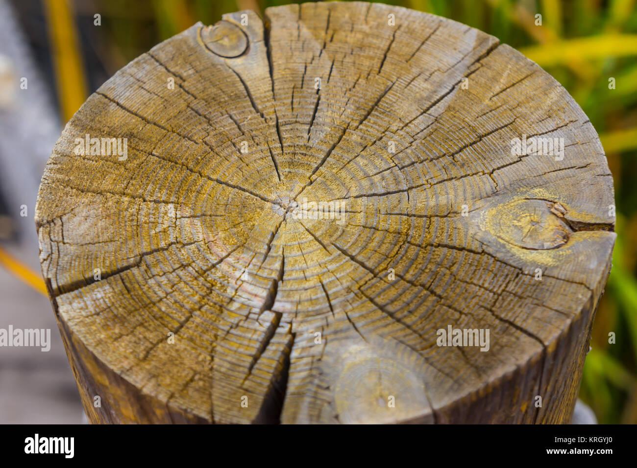 Wooden stake hi-res stock photography and images - Alamy