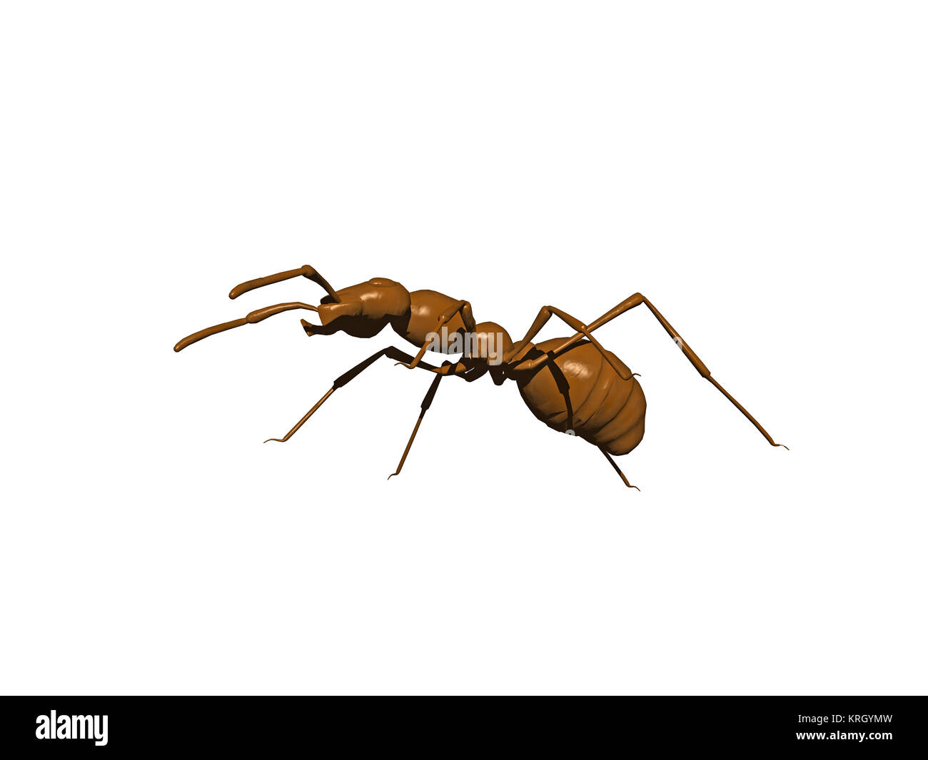 Ant animal Cut Out Stock Images & Pictures - Alamy