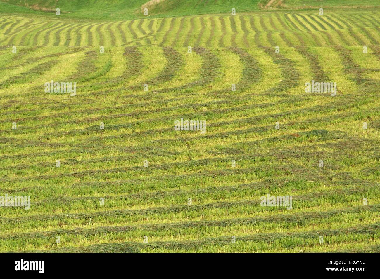 rows of freshly cut grass Stock Photo - Alamy