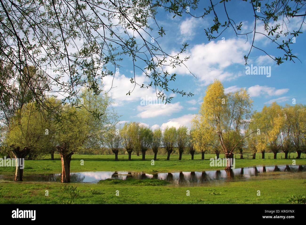 Spring landscape with willows Stock Photo - Alamy