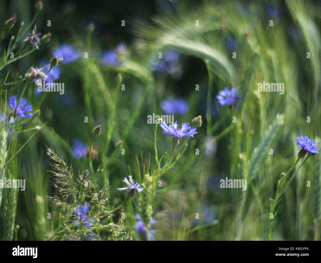 purple cornflowers in the grass Stock Photo - Alamy