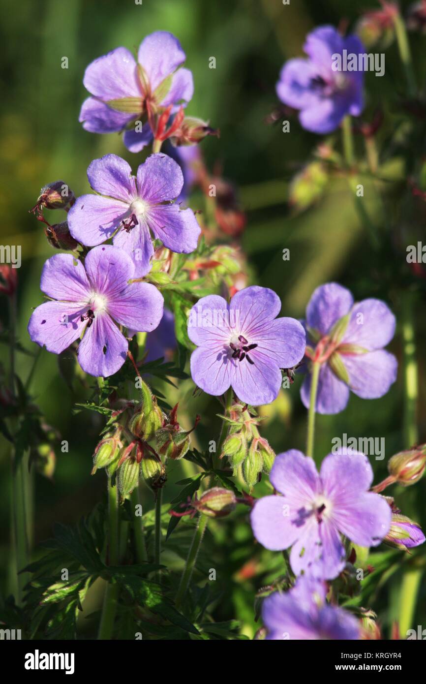 purple Geranium pratense Stock Photo - Alamy