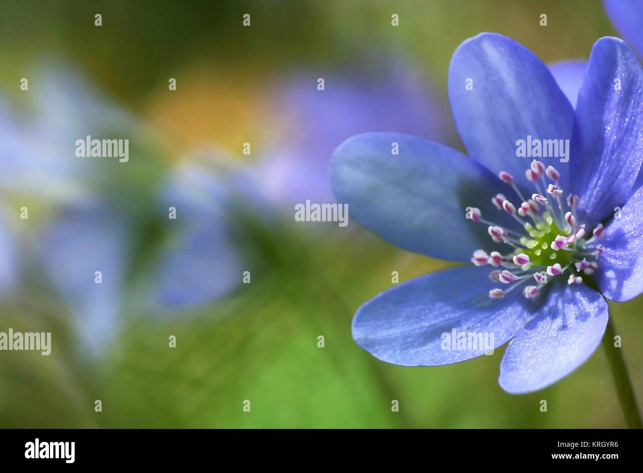 lovely flower hepatica Stock Photo - Alamy