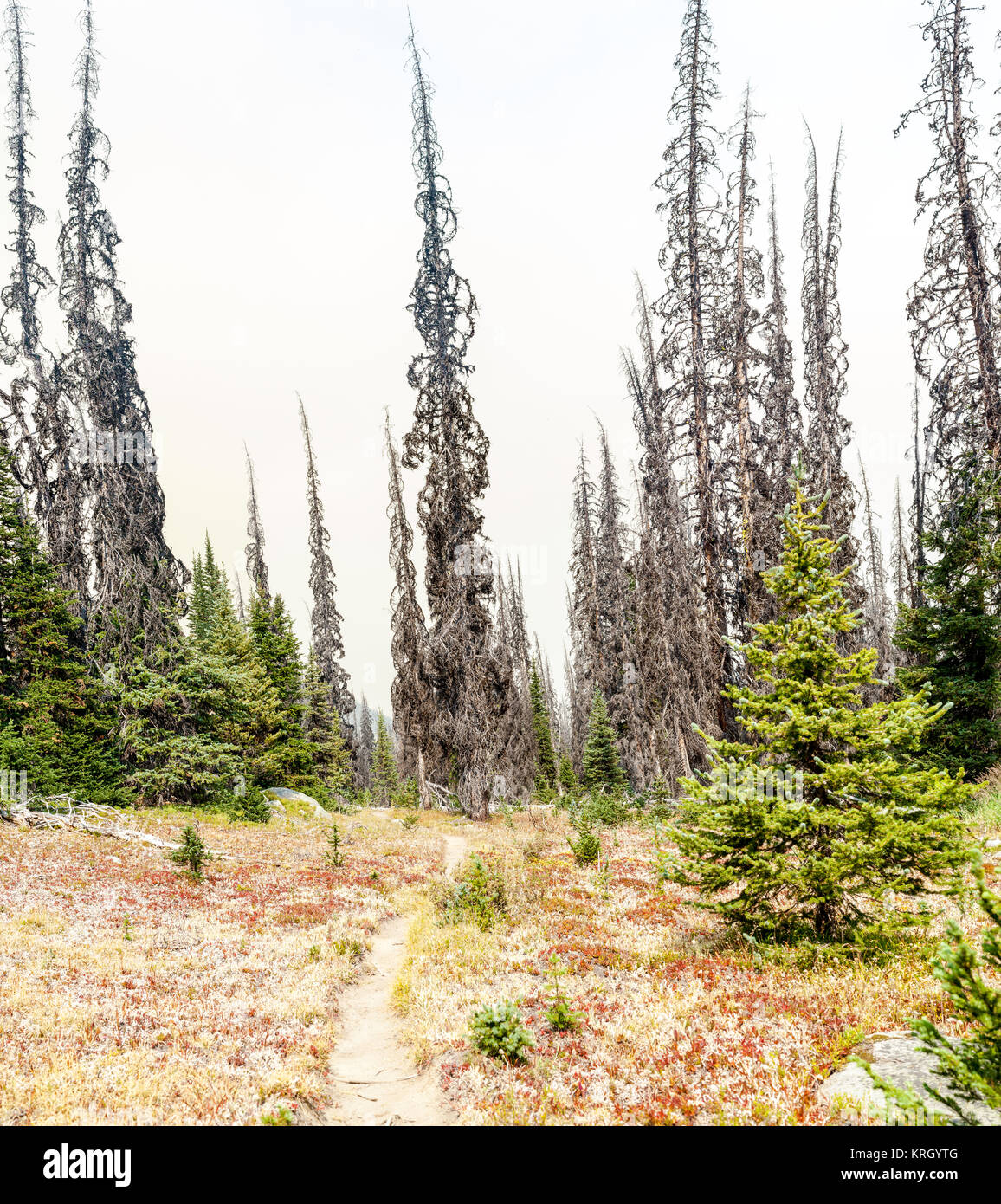 Dead spruce trees killed hi-res stock photography and images - Alamy