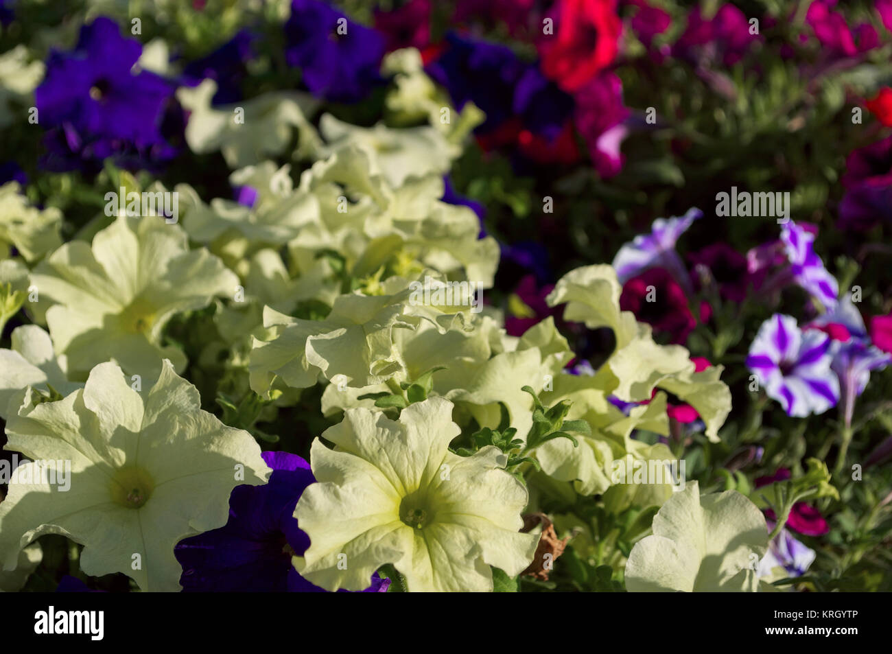 light green petunia flowers Stock Photo - Alamy