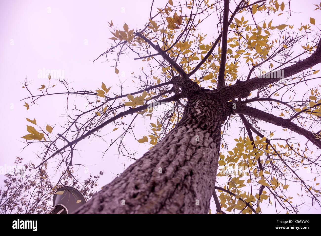 Expand big tree branch hi-res stock photography and images - Alamy