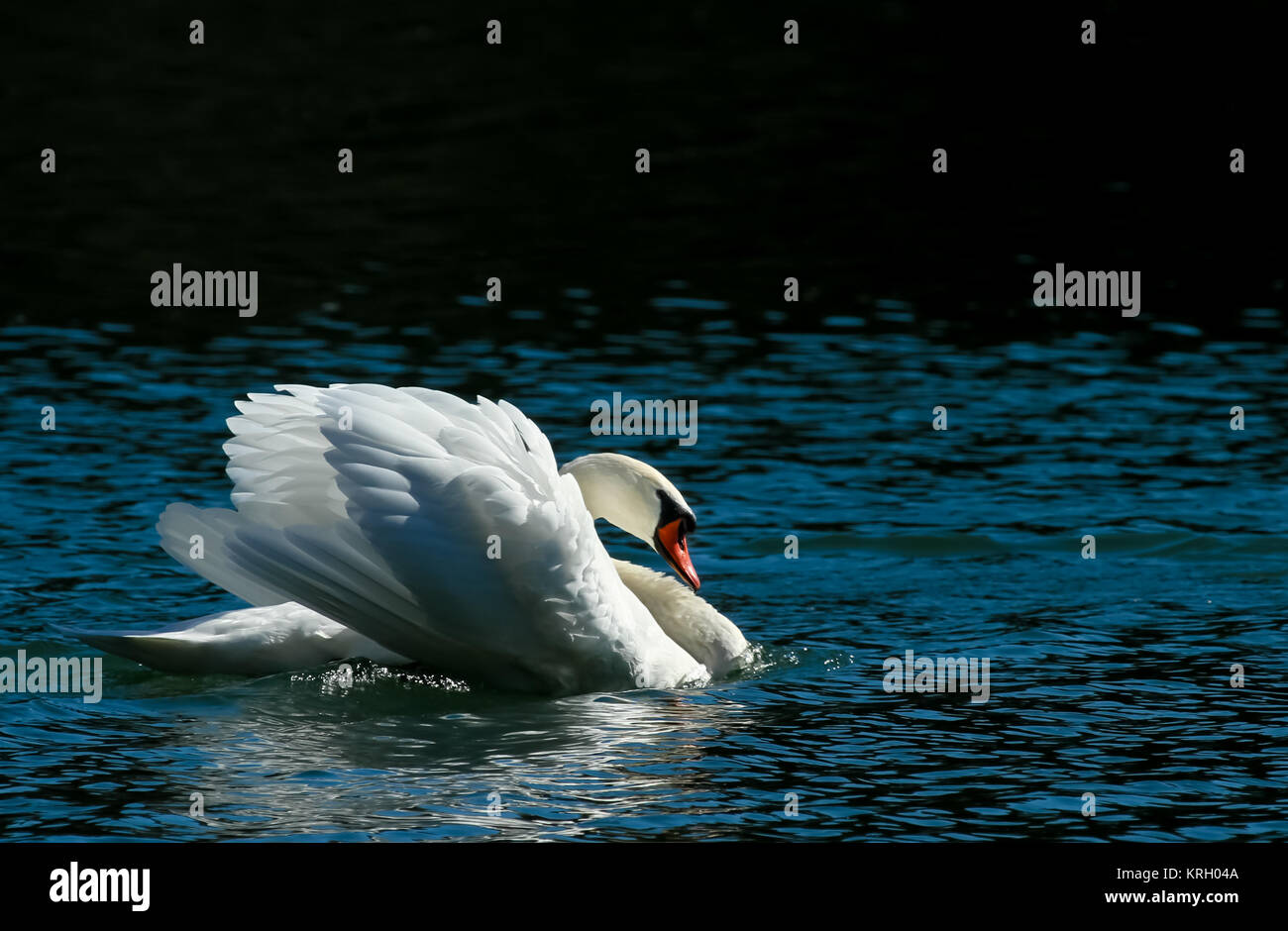 Swan sunbathing hi-res stock photography and images - Alamy