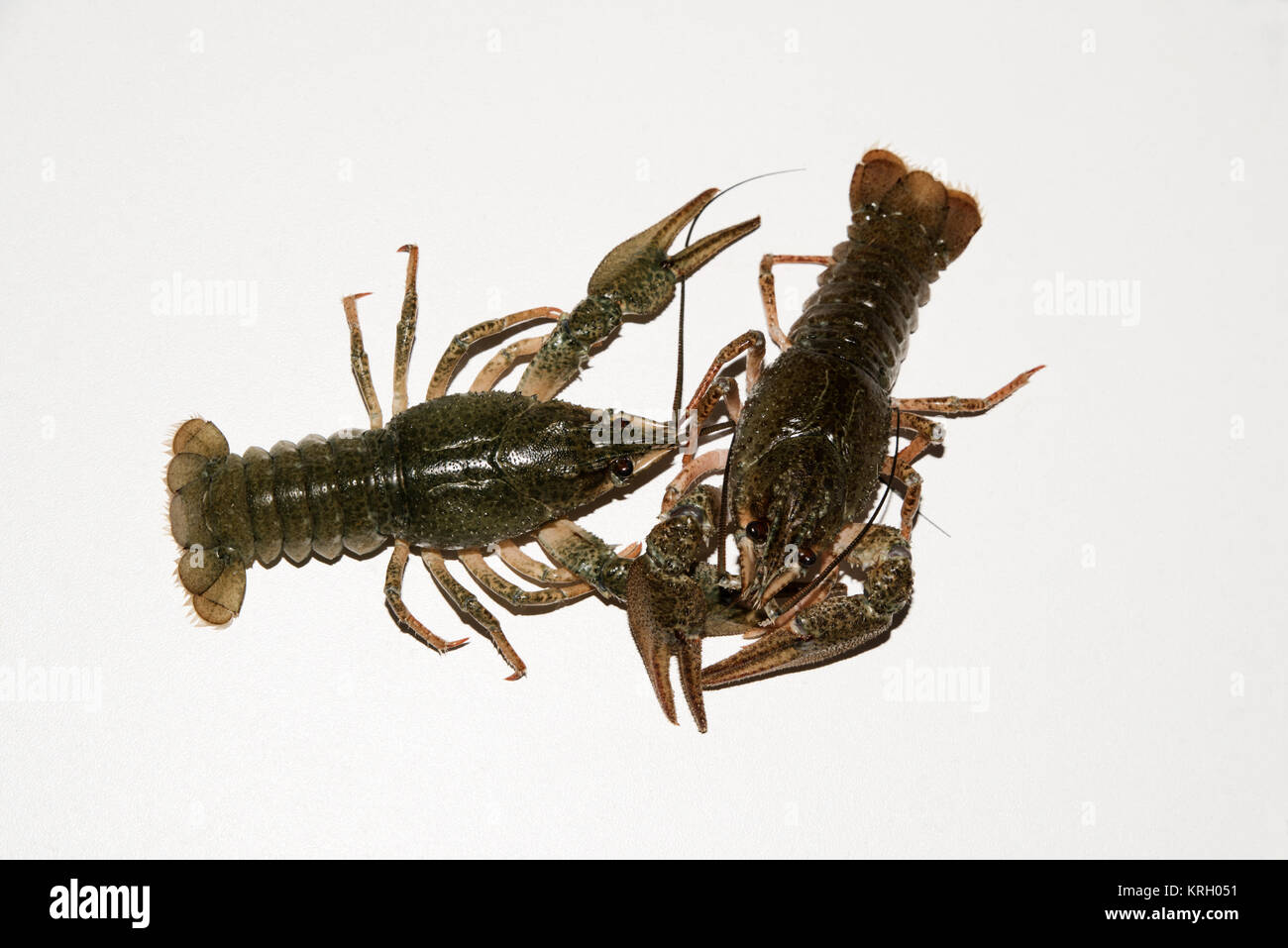Alive crayfish isolated on white background Stock Photo - Alamy
