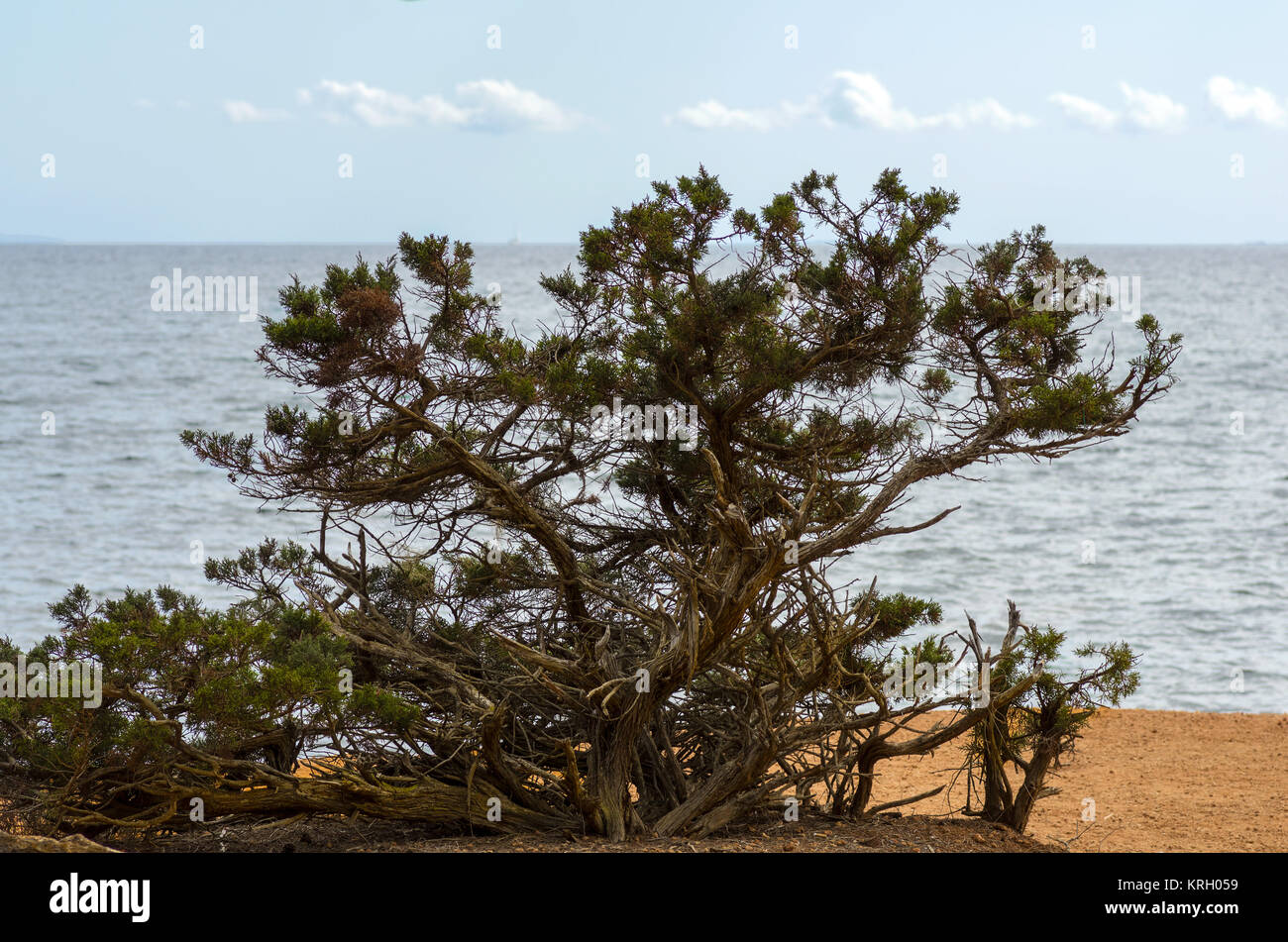 tree on the beach Stock Photo - Alamy
