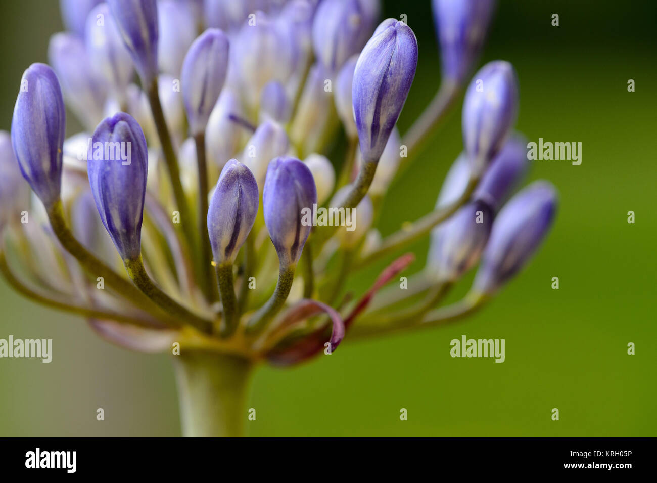 detail of an ornamental lily Stock Photo - Alamy
