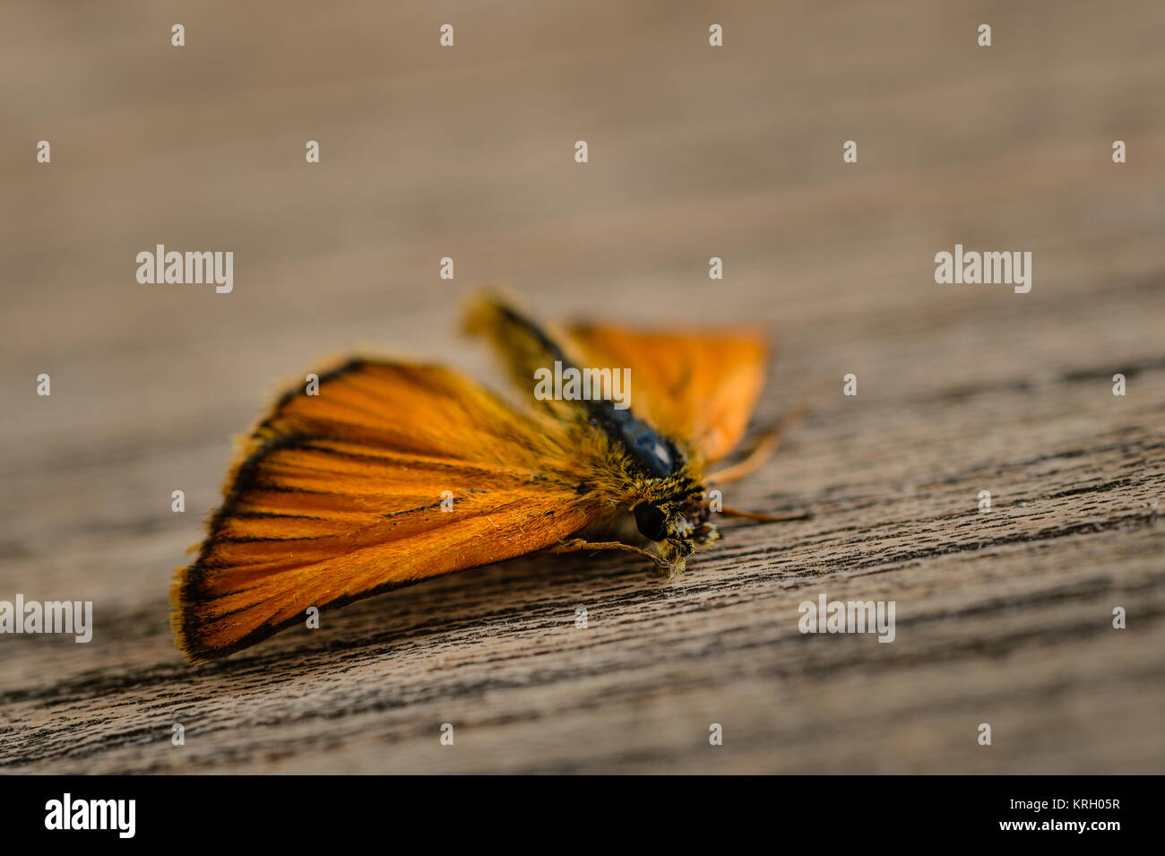 Dead butterfly hi-res stock photography and images - Alamy