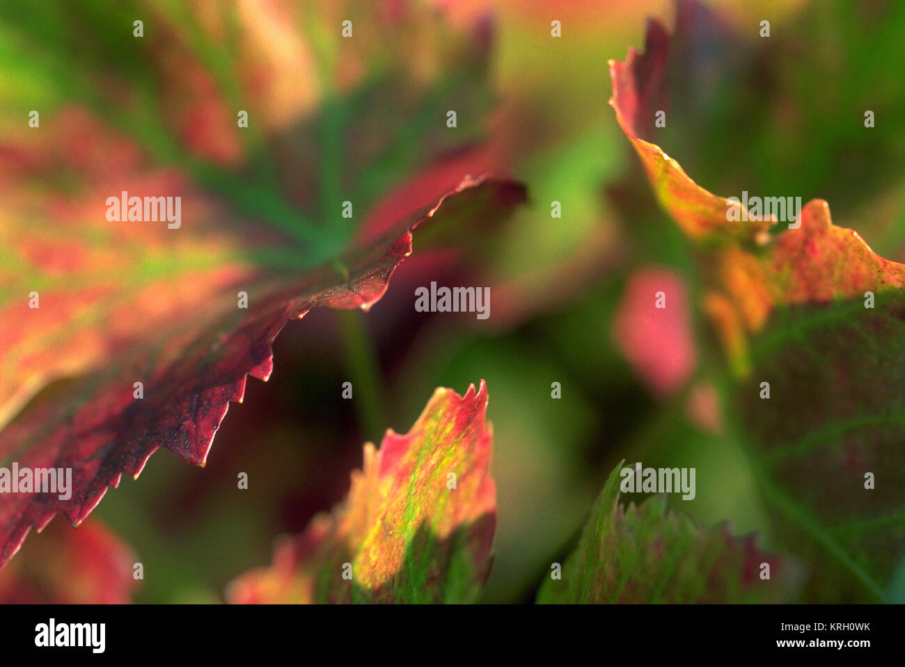 Colourful vine hi-res stock photography and images - Alamy