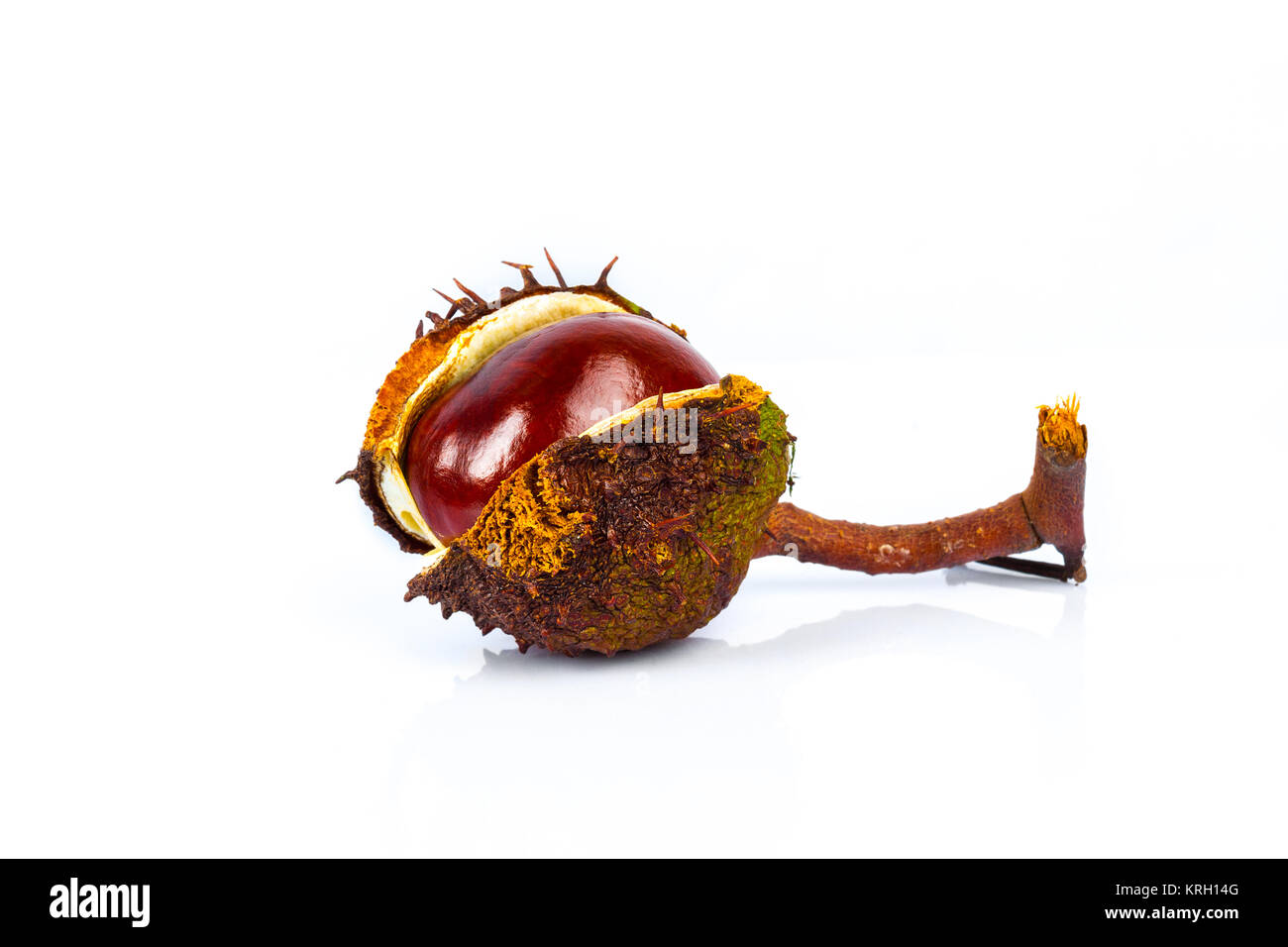 conker in case on white Stock Photo - Alamy