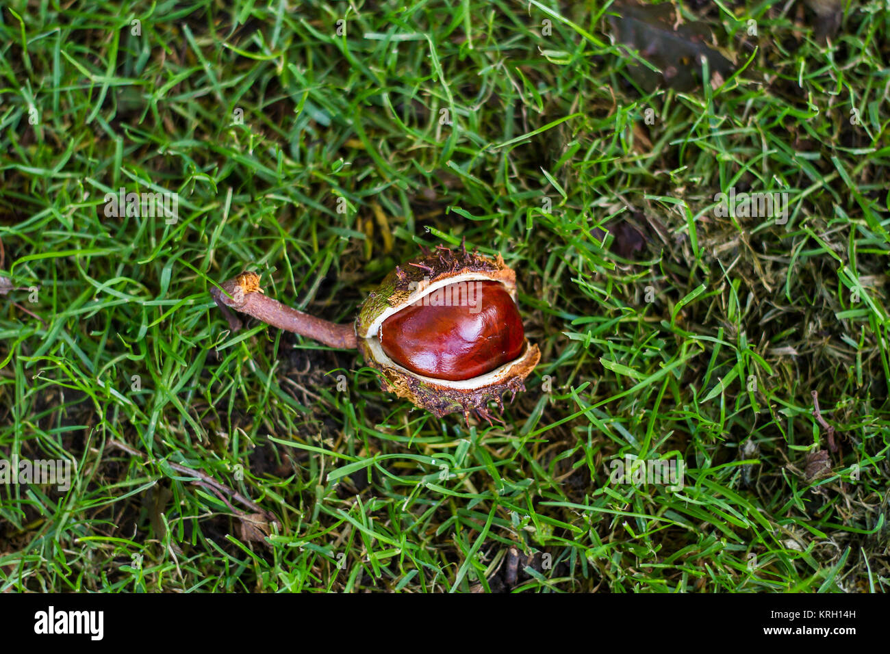 conker case on grass Stock Photo - Alamy