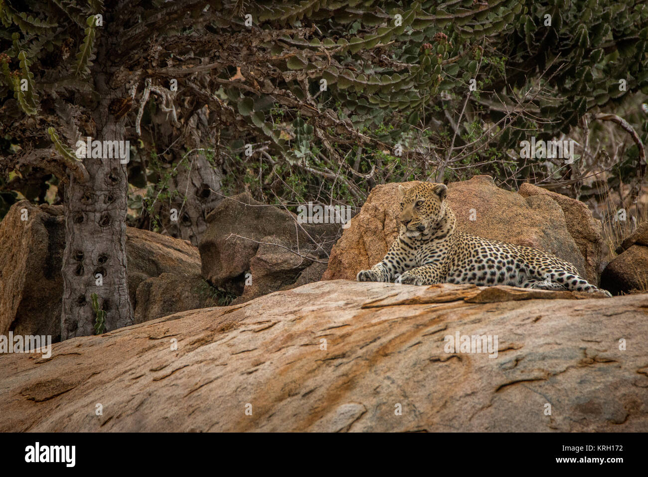 Leopard on the rocks Stock Photo - Alamy
