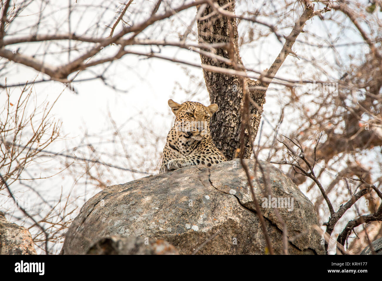 Leopard on the rocks Stock Photo - Alamy