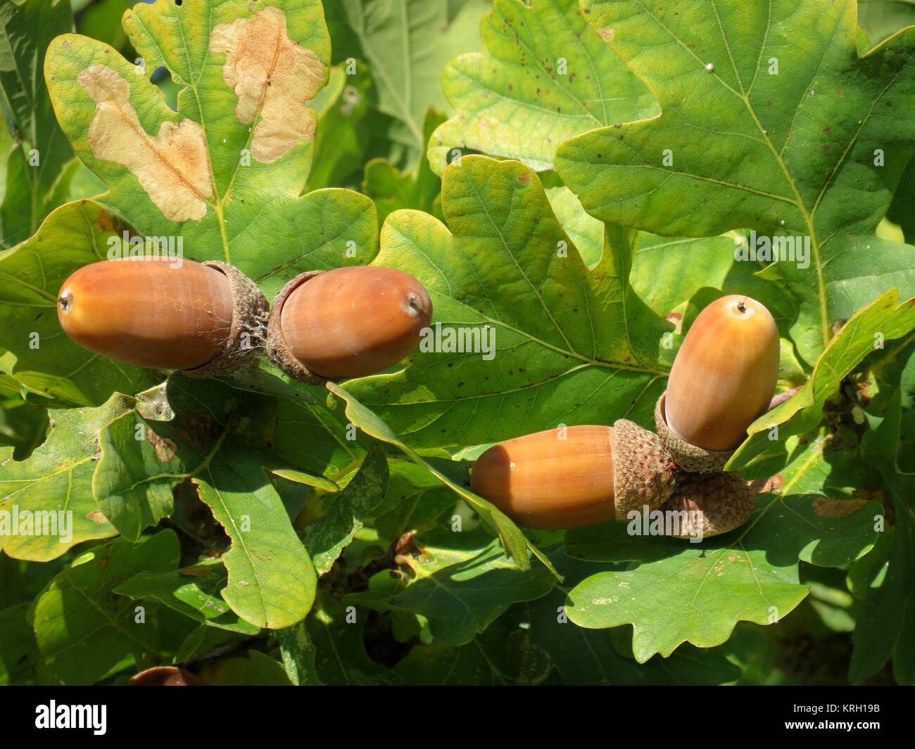 Acorns on the tree hi-res stock photography and images - Alamy